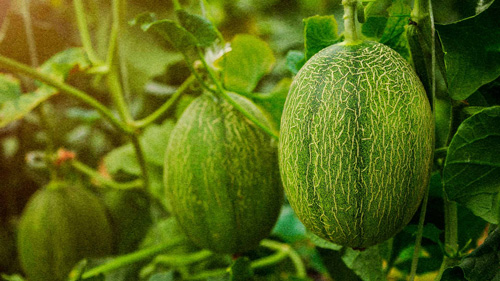 Biofungicides | Rovensa Next Global