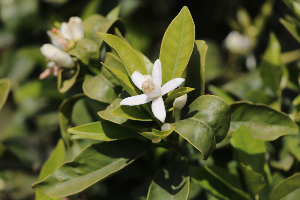 Rovensa Next celebrates International Day of Plant Health with its ...