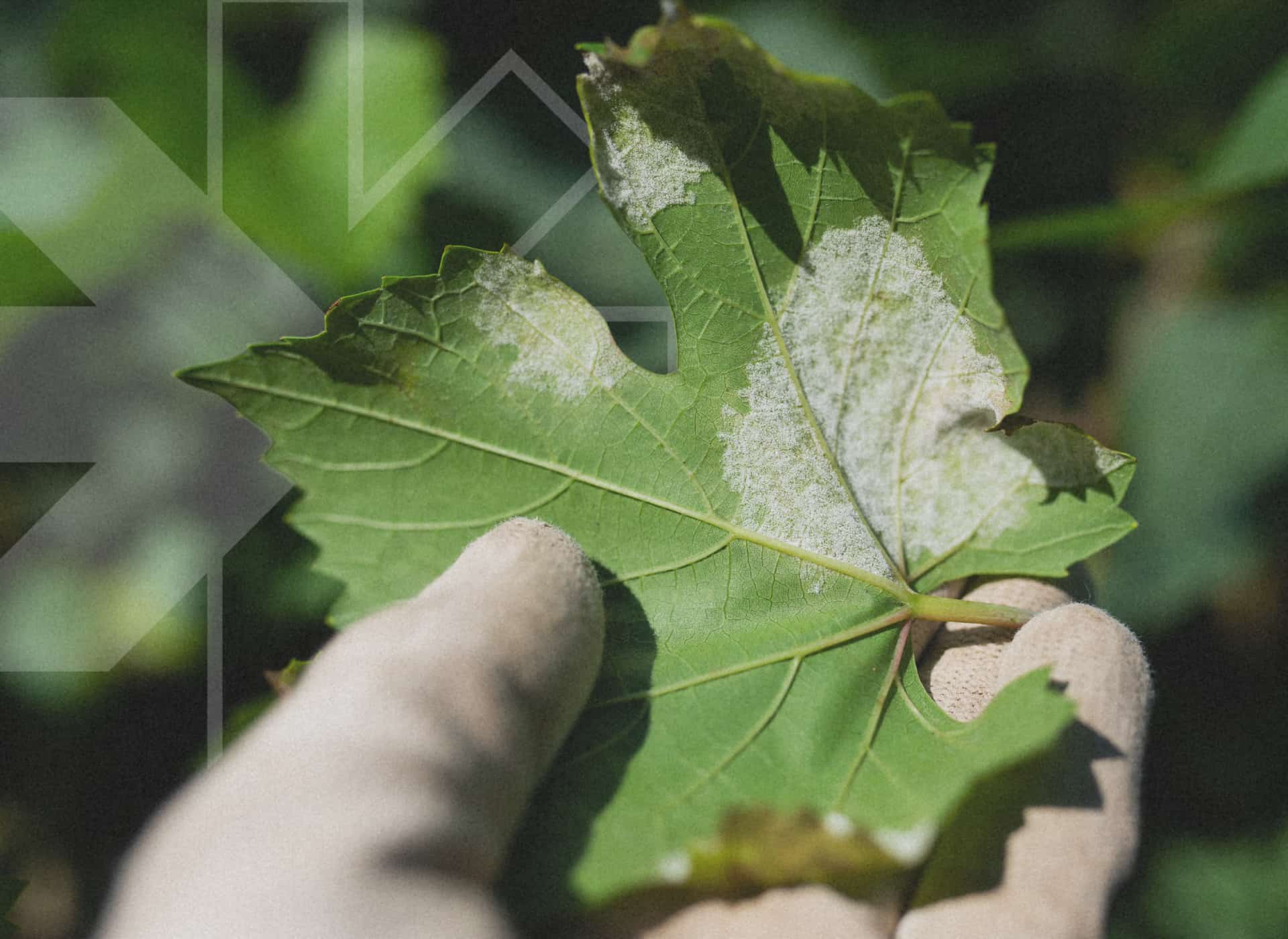 Powdery mildew: understanding and treating this fungal disease ...