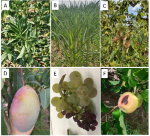 Heat stress in agriculture: effects, challenges and adaptive strategies ...