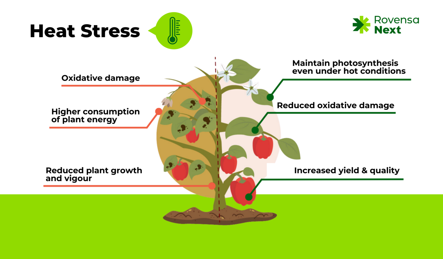 Heat stress in agriculture: effects, challenges and adaptive strategies ...