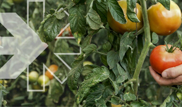 News | Rovensa Next Global