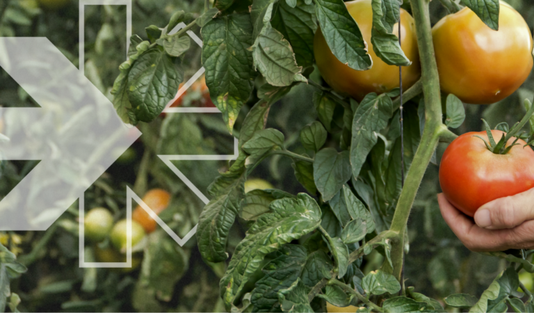 Rovensa Next | A pioneer in biosolutions for sustainable agriculture