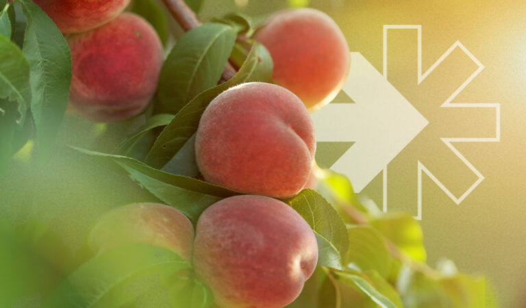 Rovensa Next Global | A pioneer in biosolutions for sustainable agriculture