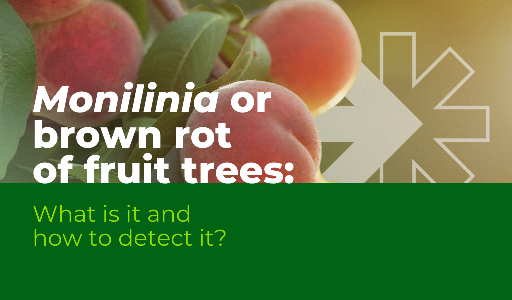 Monilinia or brown rot of fruit trees: What is it and how to detect it ...