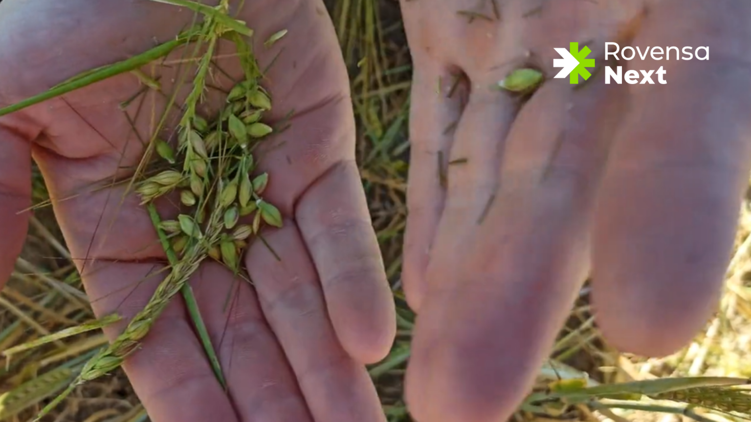 Rovensa Next Global | A pioneer in biosolutions for sustainable agriculture