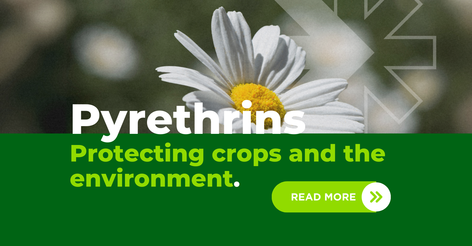 Protecting crops and the environment with natural pyrethrins | Rovensa ...