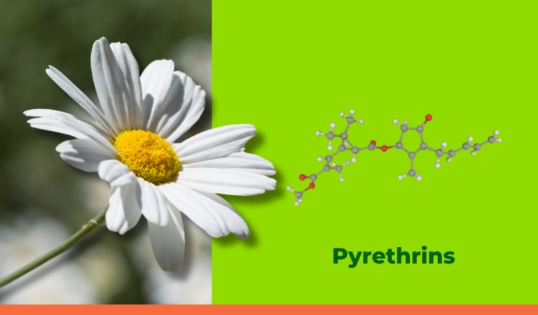 Protecting crops and the environment with natural pyrethrins | Rovensa ...