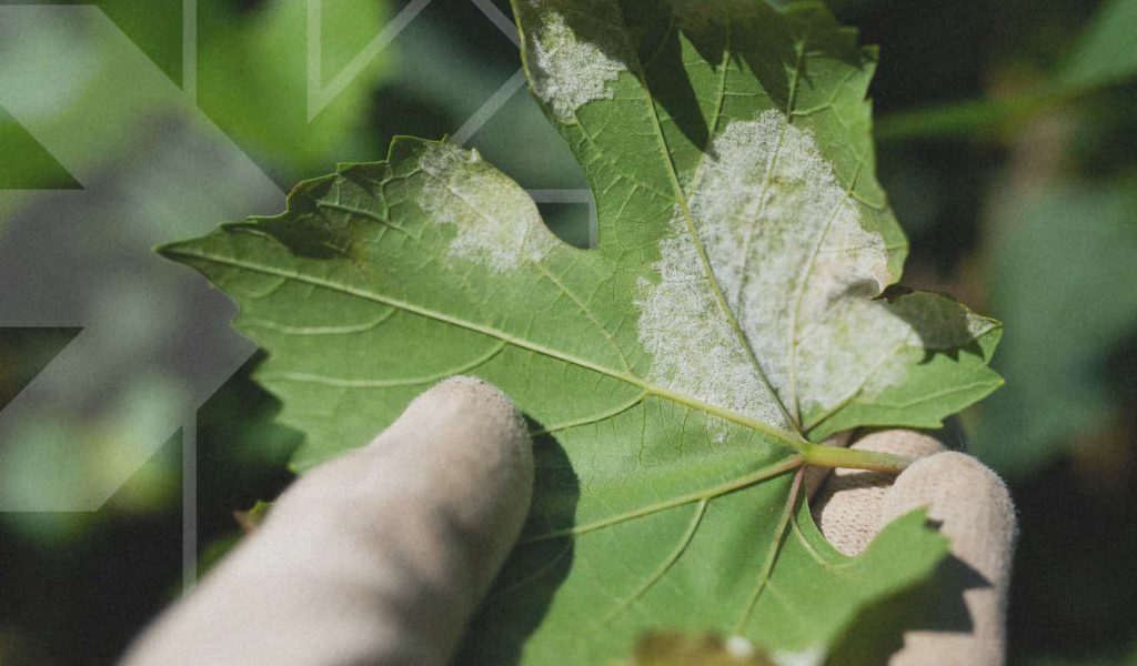 Powdery mildew: understanding and treating this fungal disease ...