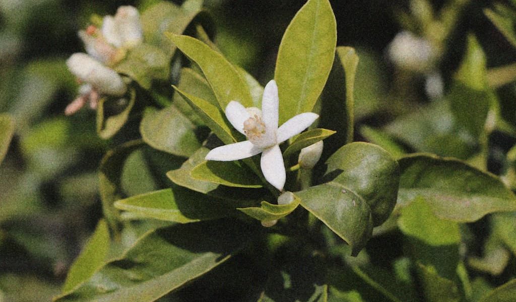 Rovensa Next celebrates International Day of Plant Health with its ...